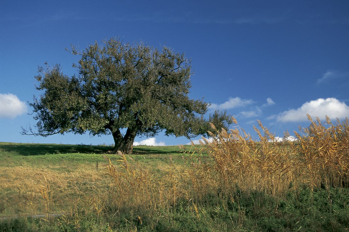 Vojvodina, ravnica Srbije| Visit Novi Sad
